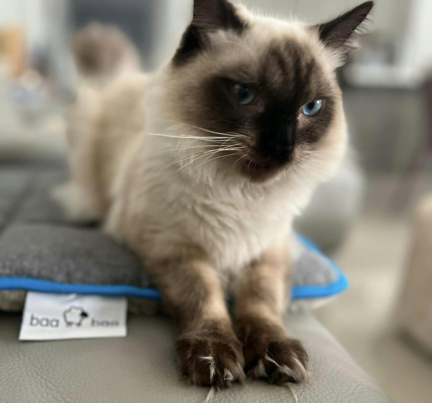 baa-baa Wool Bed Mat