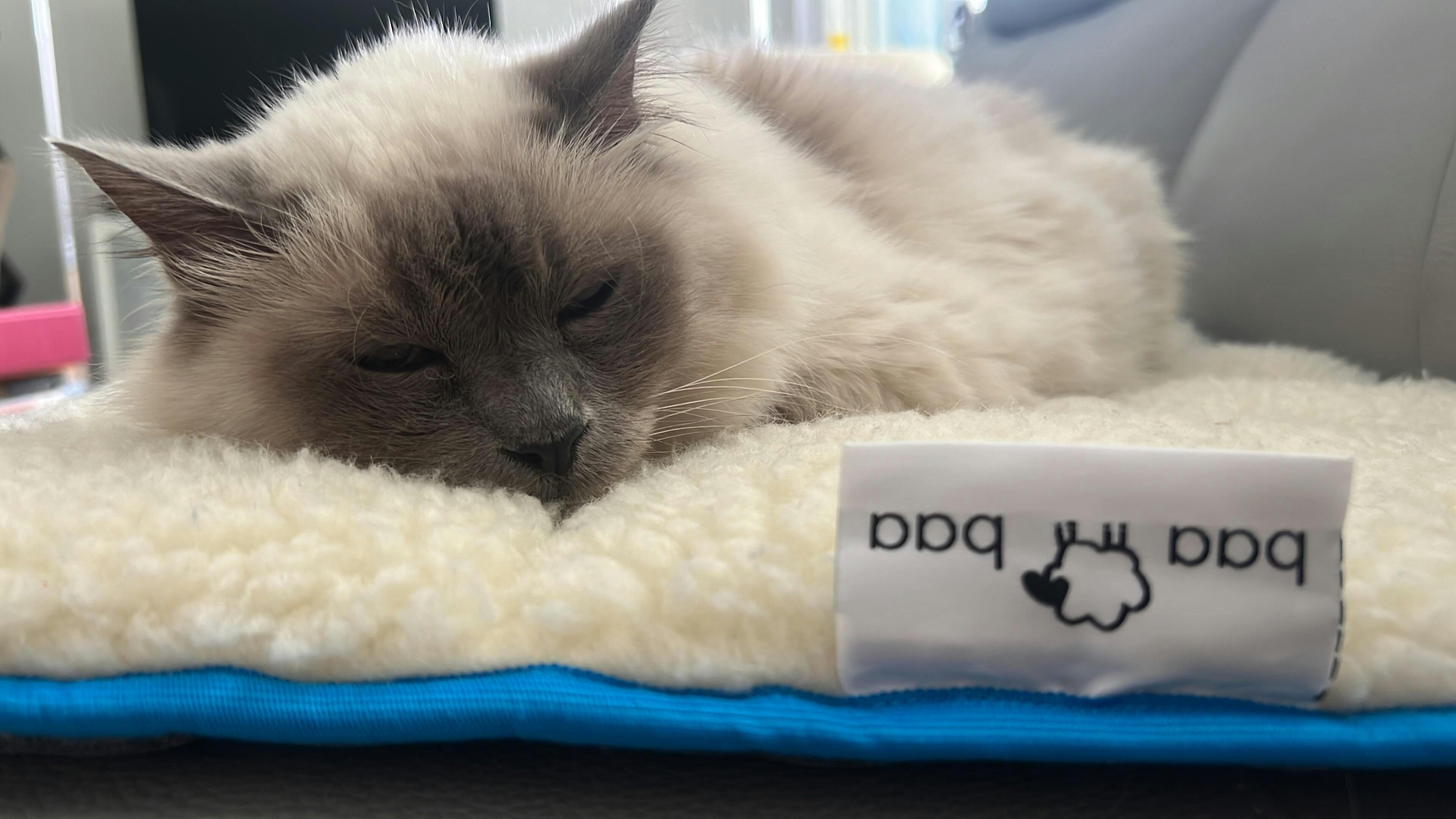 Premium Wool Dog & Cat Mat Bed - Free Shipping, Soft Lambswool, Water ...