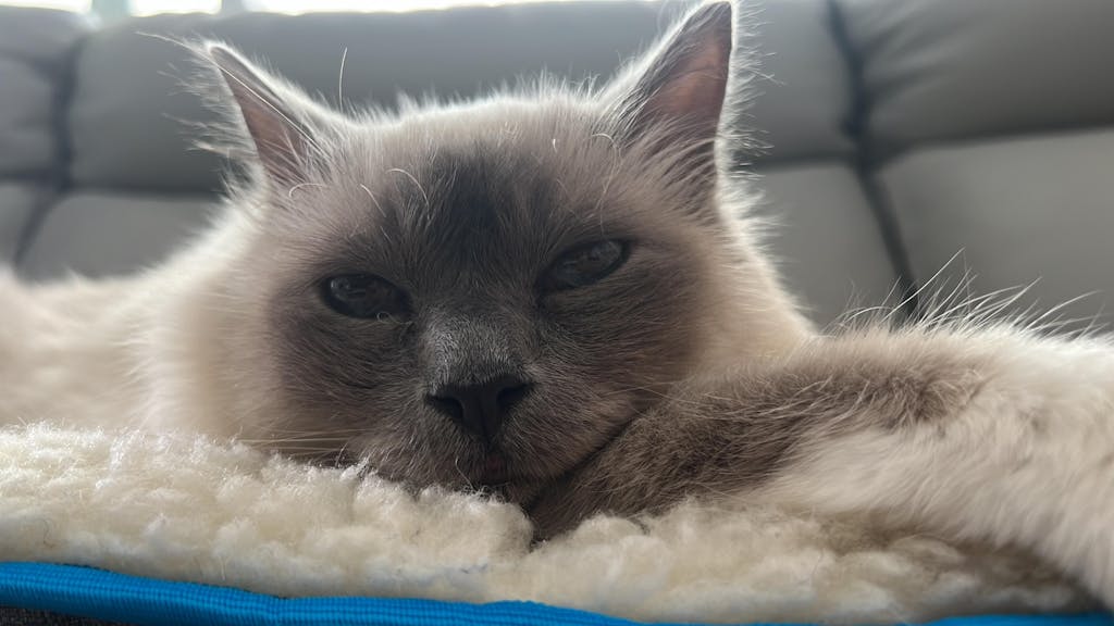 Premium Wool Dog & Cat Mat Bed - Free Shipping, Soft Lambswool, Water ...