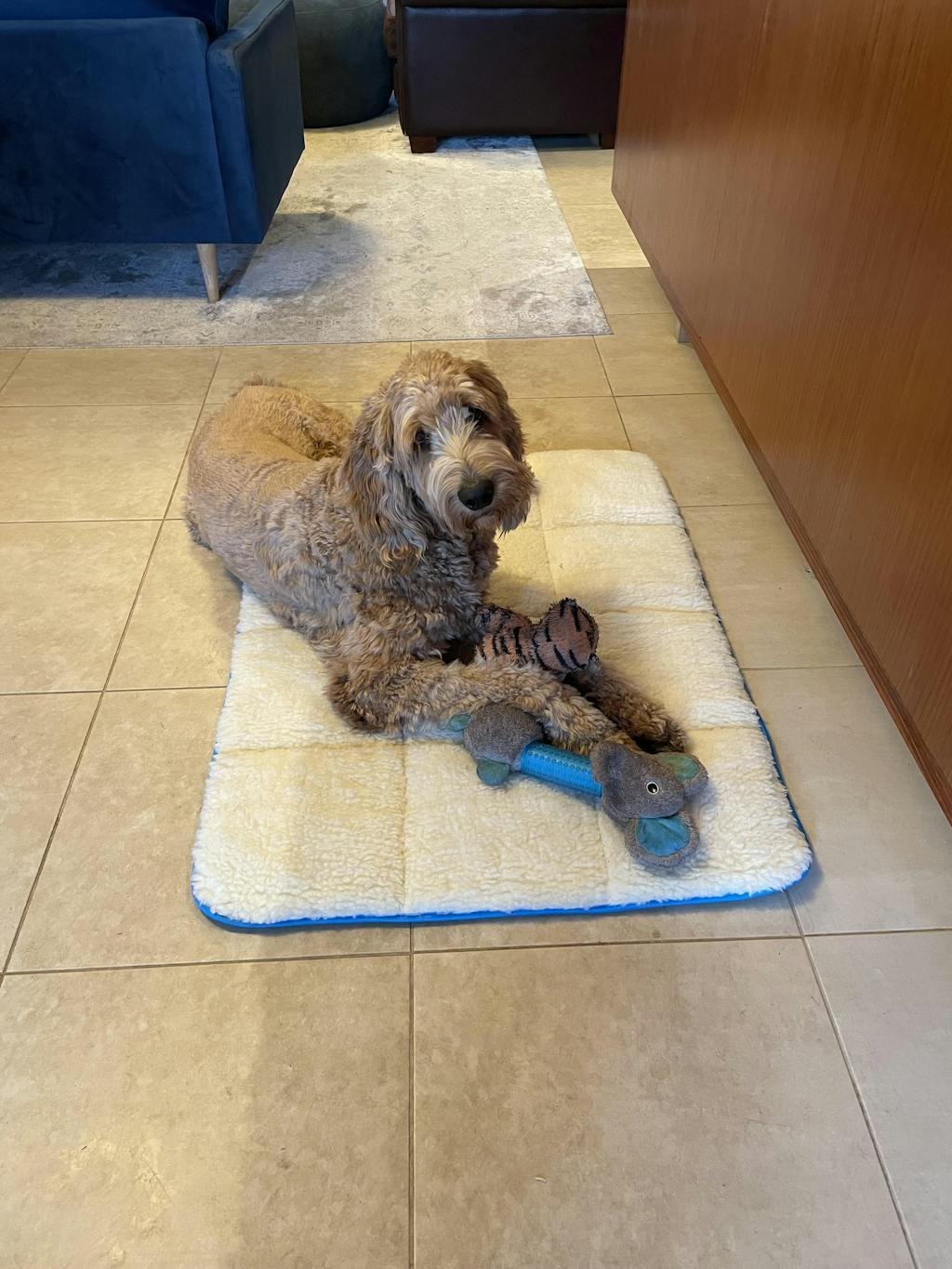 Premium Wool Dog & Cat Mat Bed - Free Shipping, Soft Lambswool, Water ...