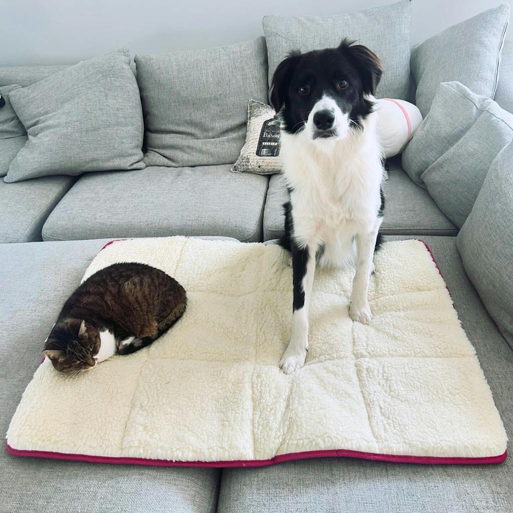 Premium Wool Dog & Cat Mat Bed - Free Shipping, Soft Lambswool, Water ...