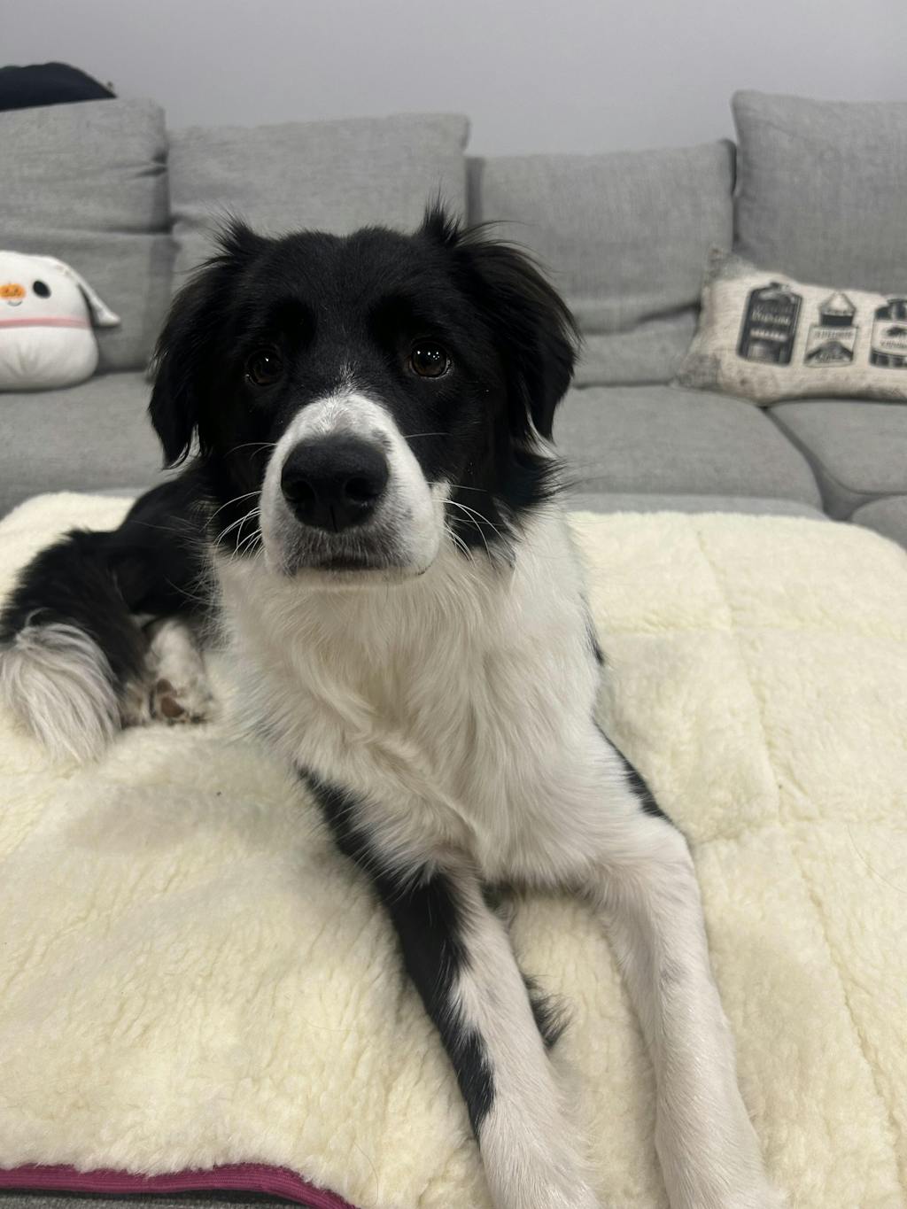 Premium Wool Dog & Cat Mat Bed - Free Shipping, Soft Lambswool, Water ...