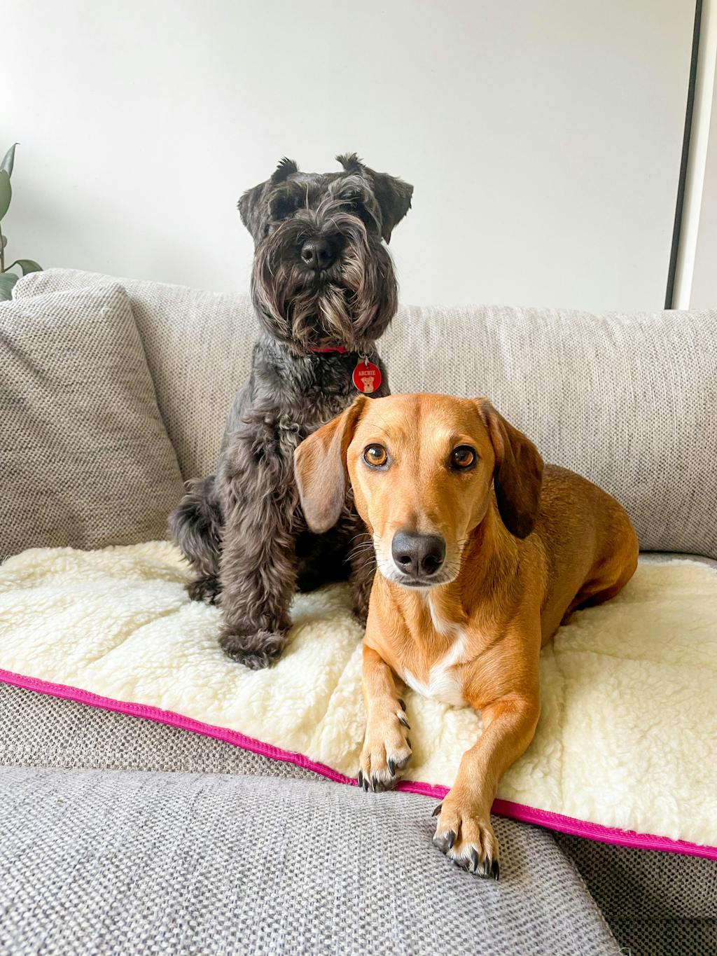 Premium Wool Dog & Cat Mat Portable Bed - Machine Washable Water ...