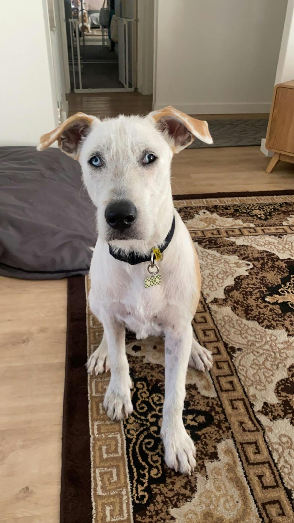 Green And Beige Checkers Pet ID Tag – Bailey And Bone