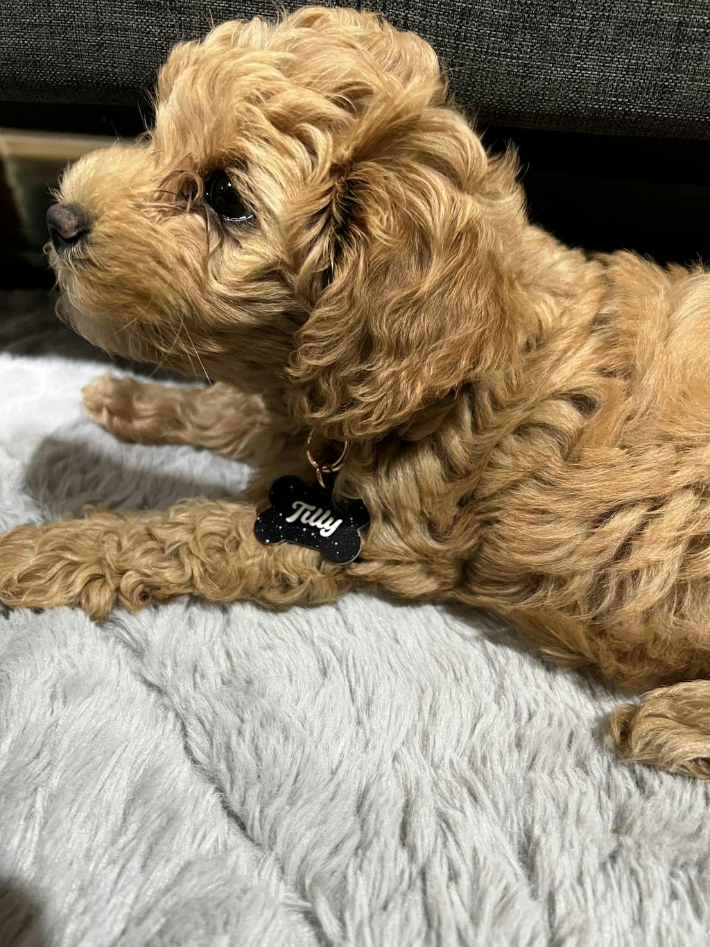 Tortoise Shell Pet ID Tag – Bailey And Bone