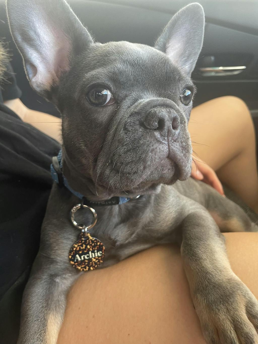 Tortoise Shell Pet ID Tag – Bailey And Bone