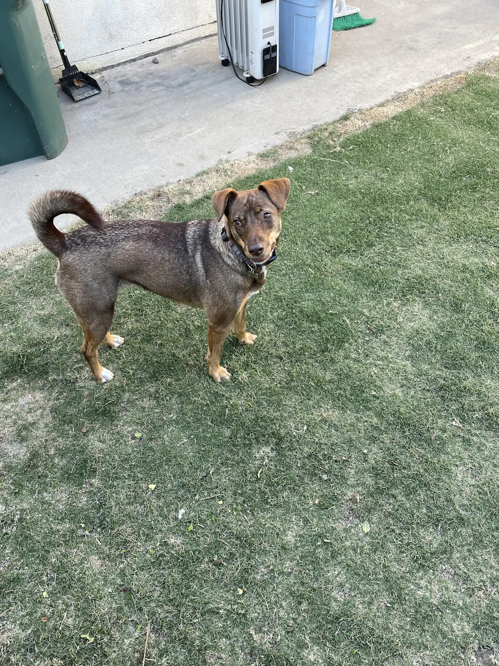 Balance It® Canine Plus