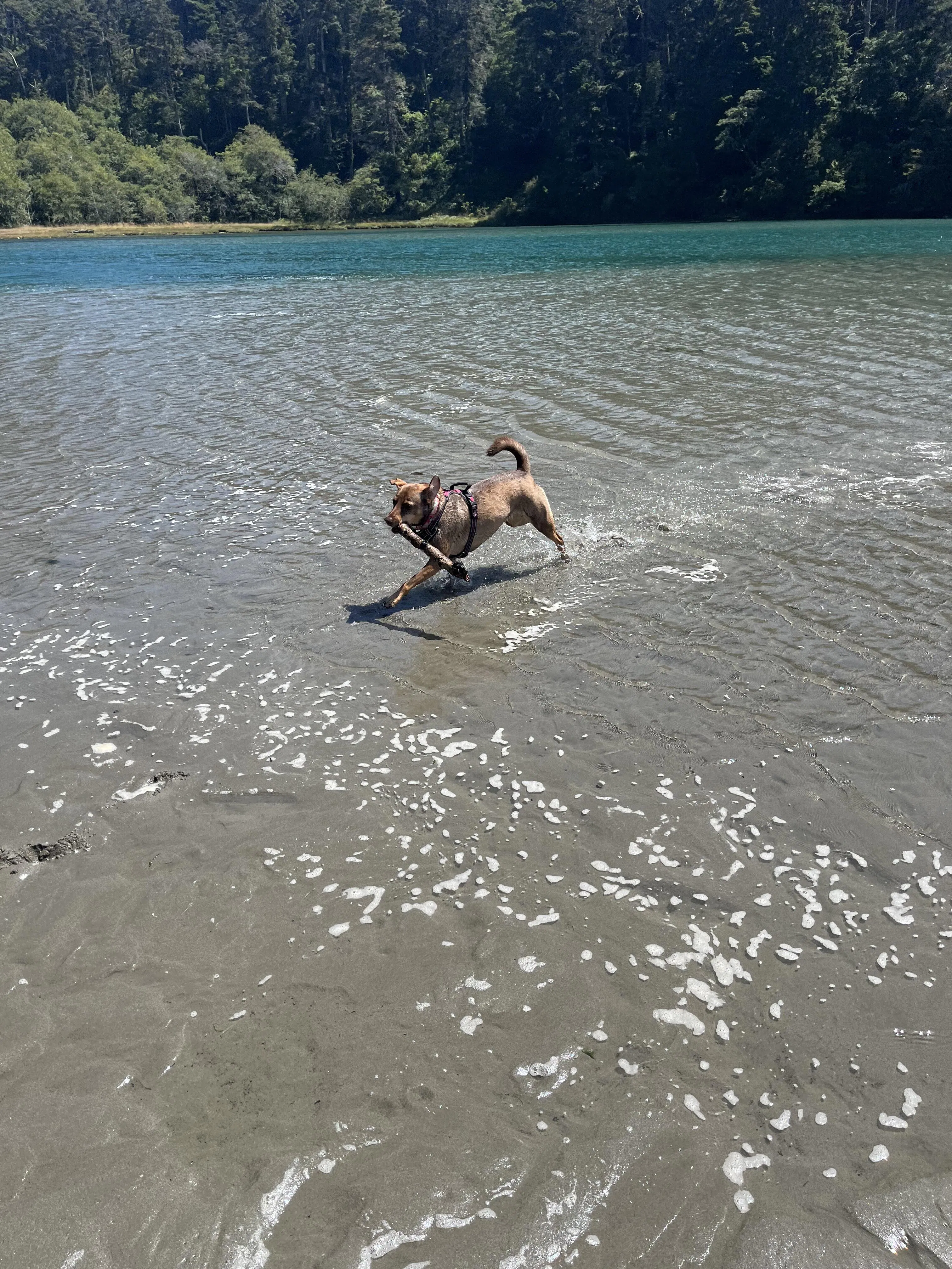 Balance It® Canine Plus