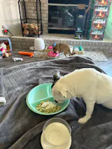 Balance It® Canine