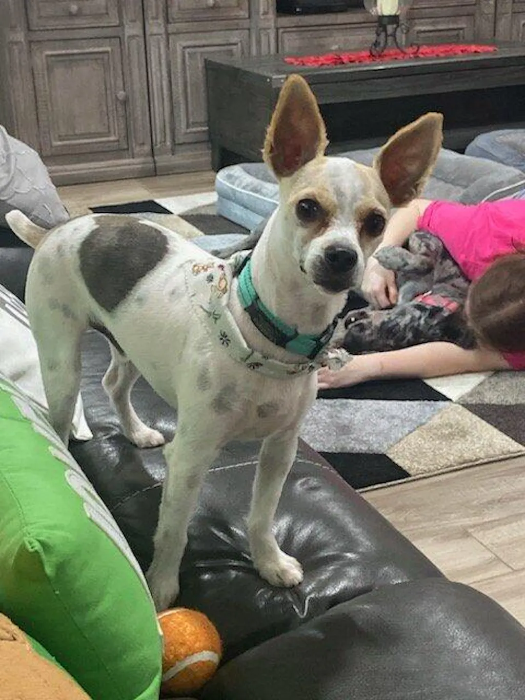 Balance It® Canine Plus