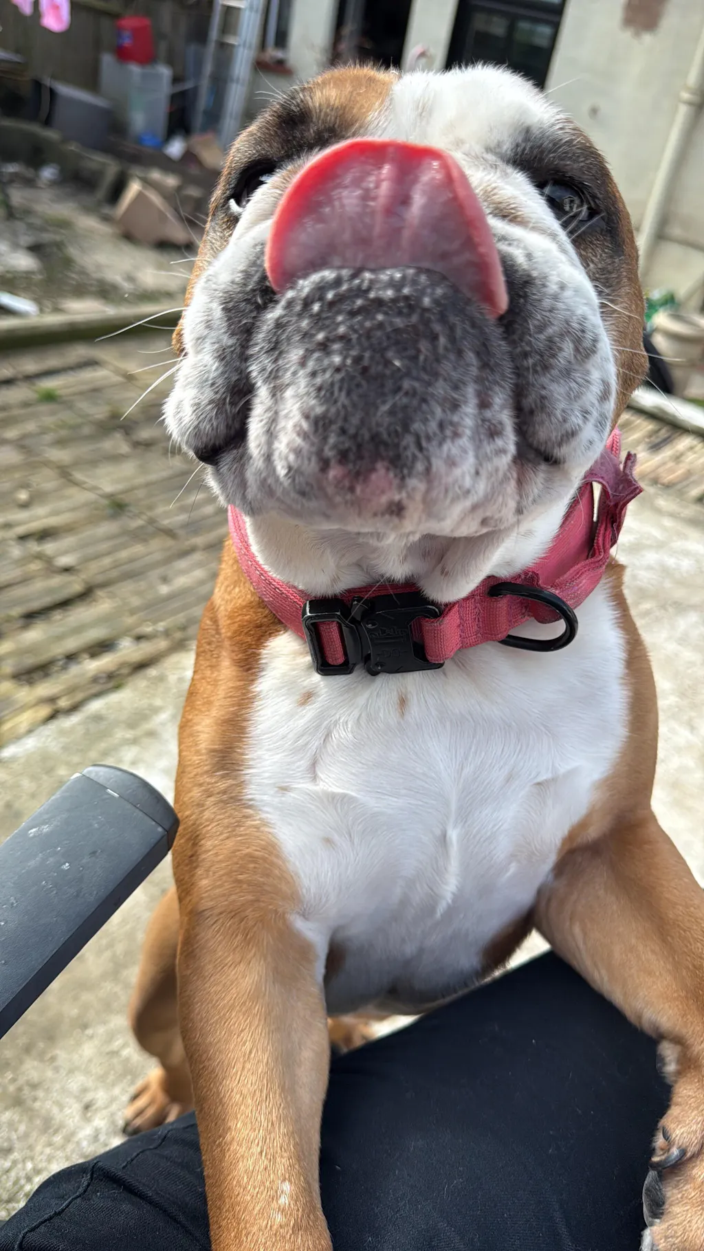 Balance It® Canine Plus