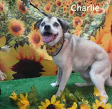 Balance It® Canine Plus