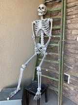 Posable Skeleton – Life Size Posable Skeleton – Balma Home