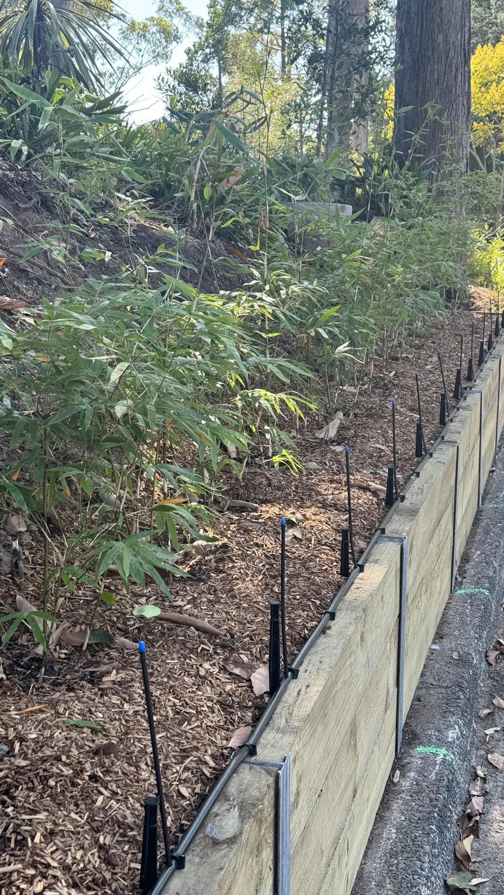 Clumping Bamboo & Tropical Plant Specialists – Bamboo World Nursery