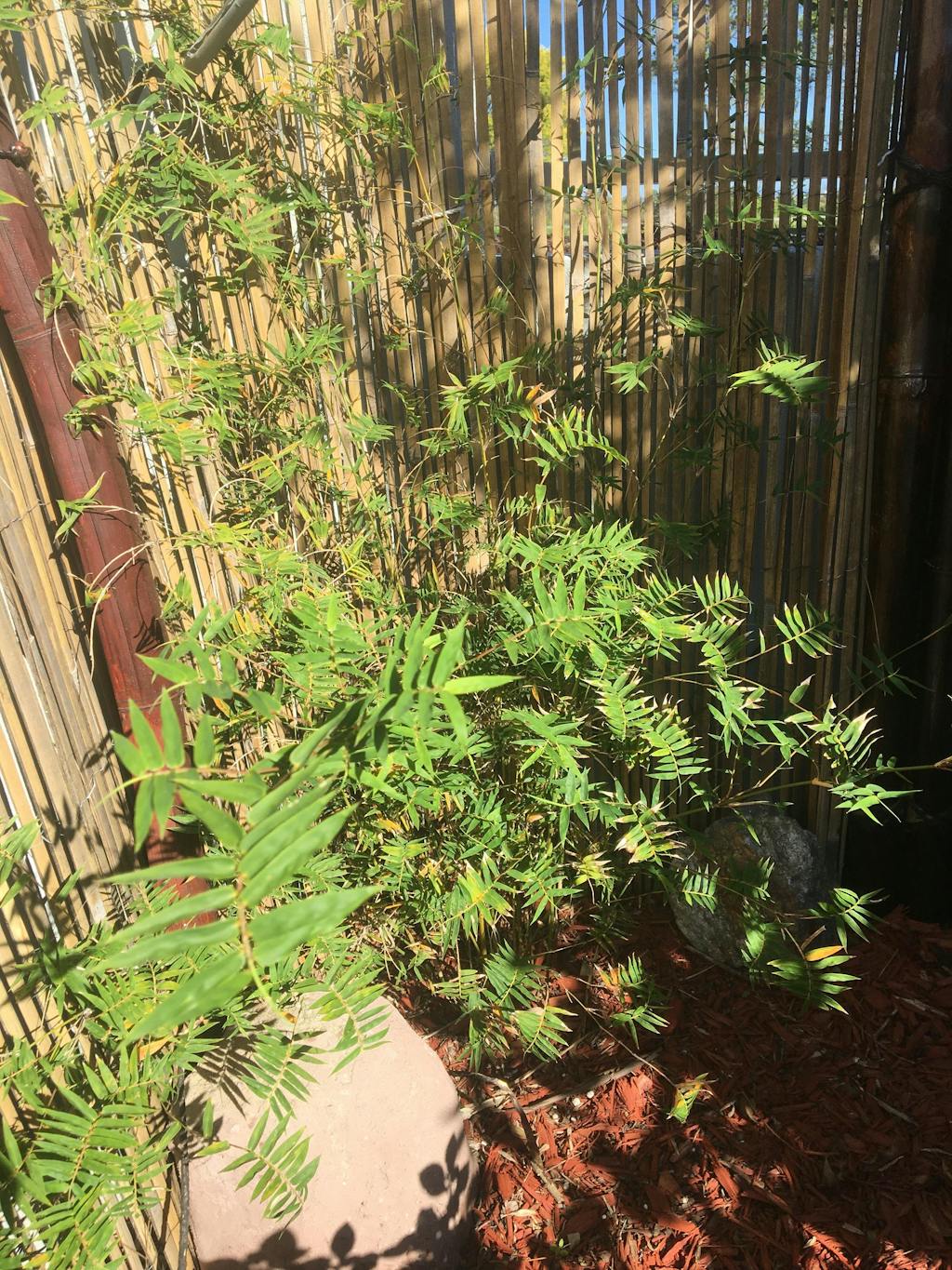 Poles bamboo cut green – Bamboo World Nursery