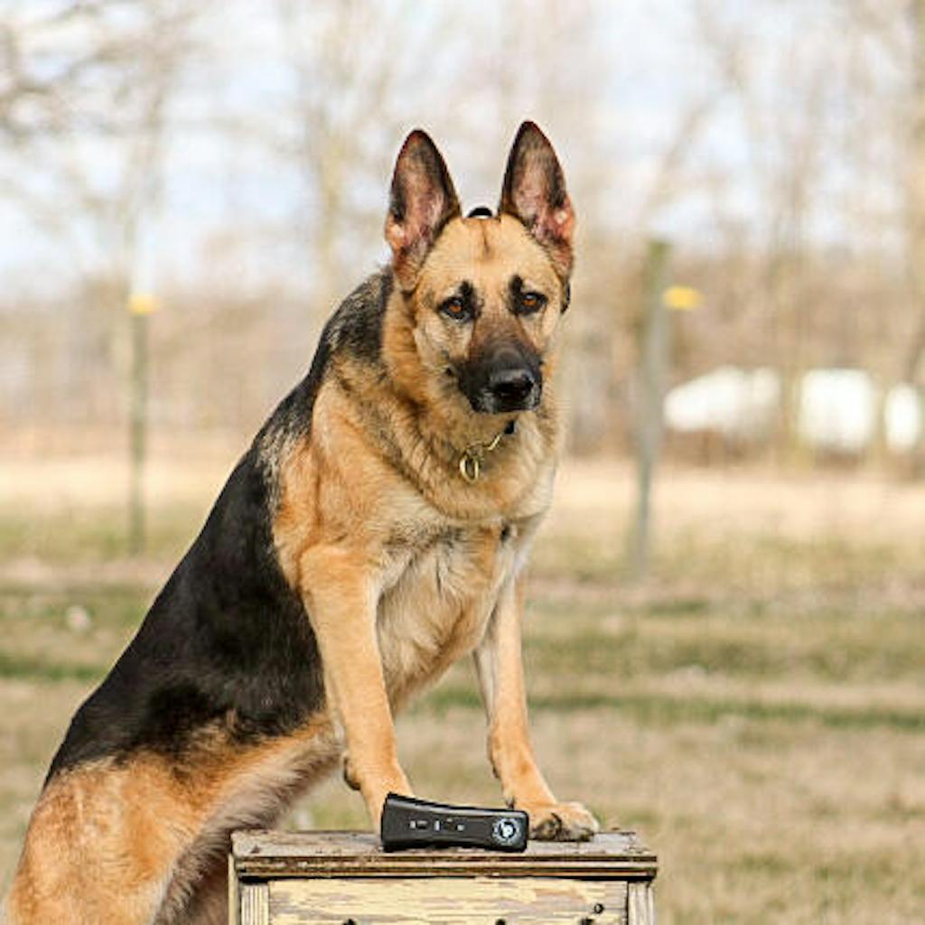 Anti Barking Device | Bark Begone Dog Trainer