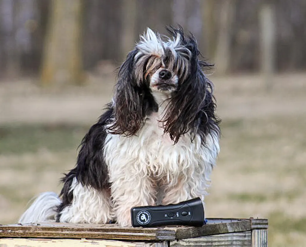 Anti Barking Device | Bark Begone Dog Trainer