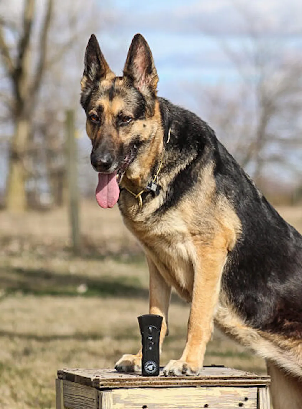 Anti Barking Device | Bark Begone Dog Trainer