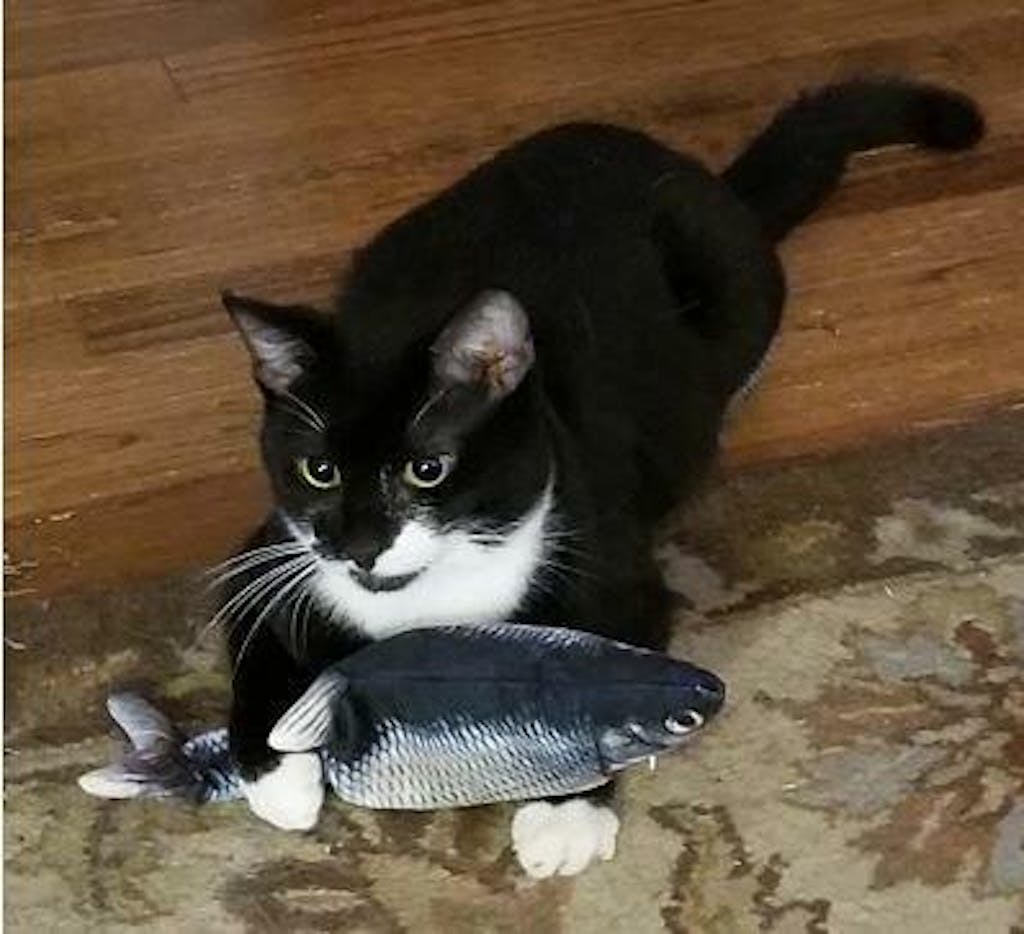 Upgraded Interactive Flopping Fish Dog & Lobster Toy – Barkermeow