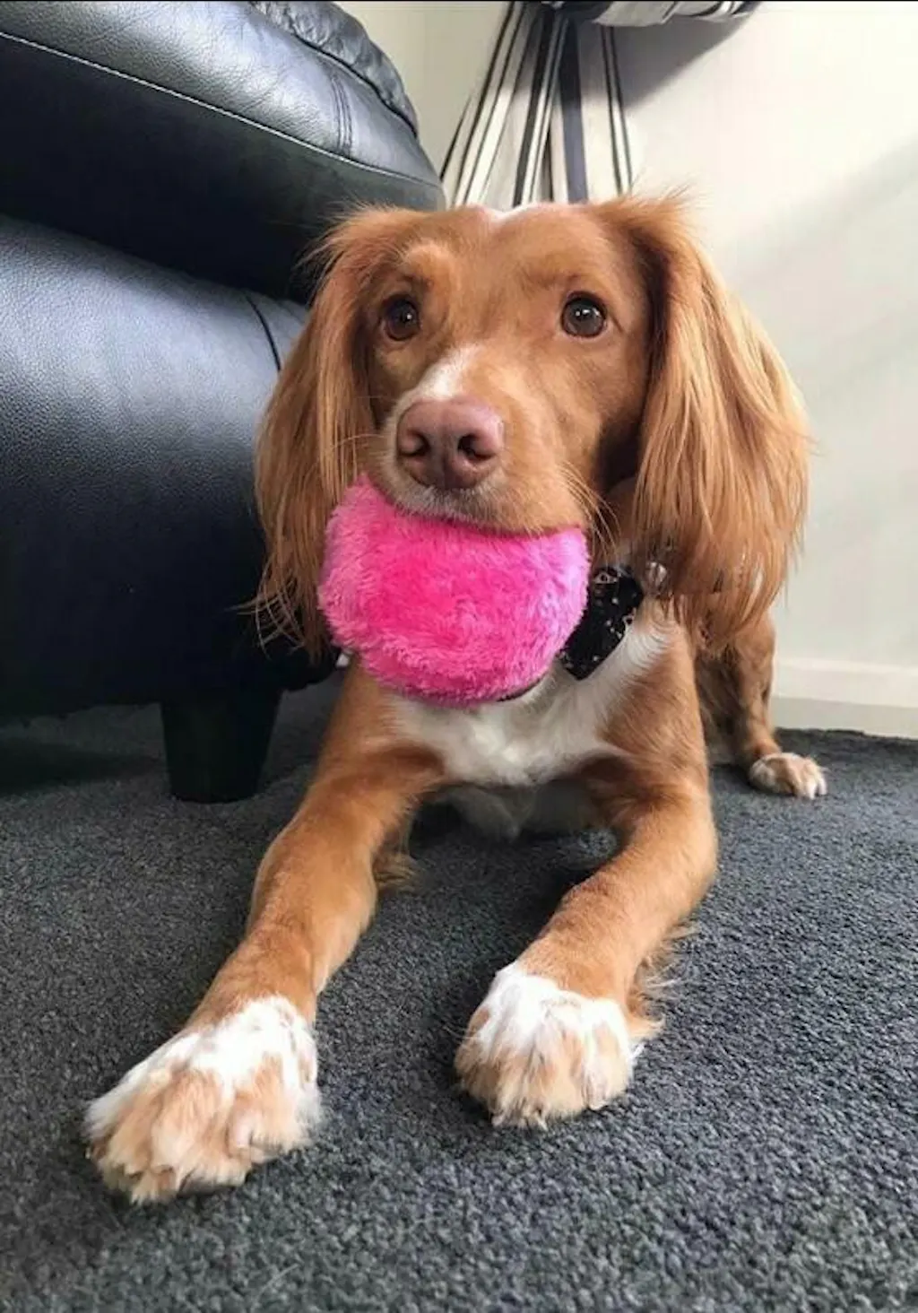Active Rolling Ball Dog Toy – Barkermeow
