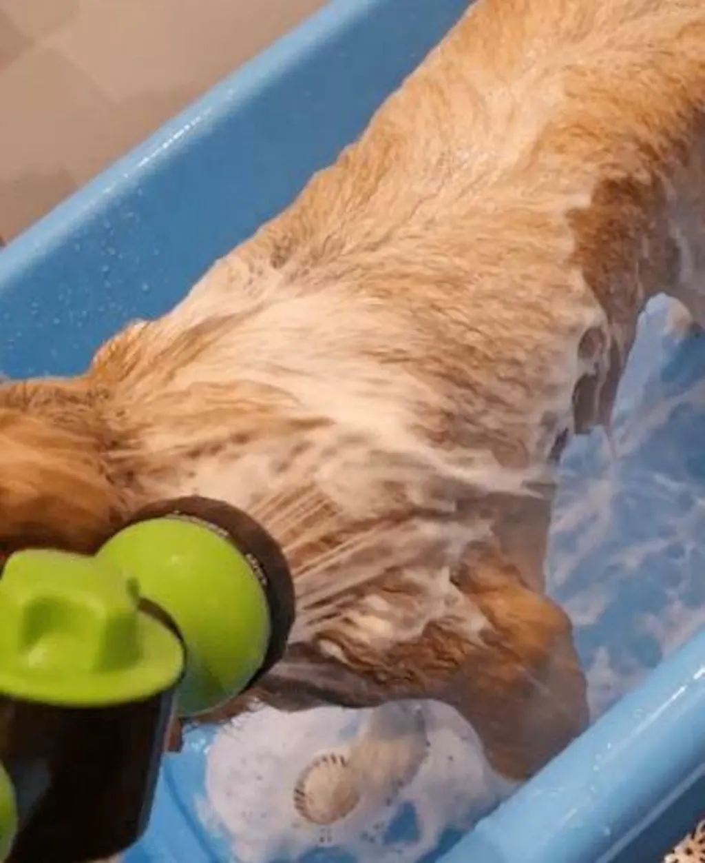 The Pup Spray Jet – Barkermeow