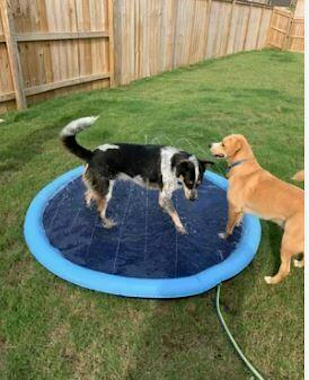 Dog Splash Sprinkler Pool (2nd generation) – Barkermeow