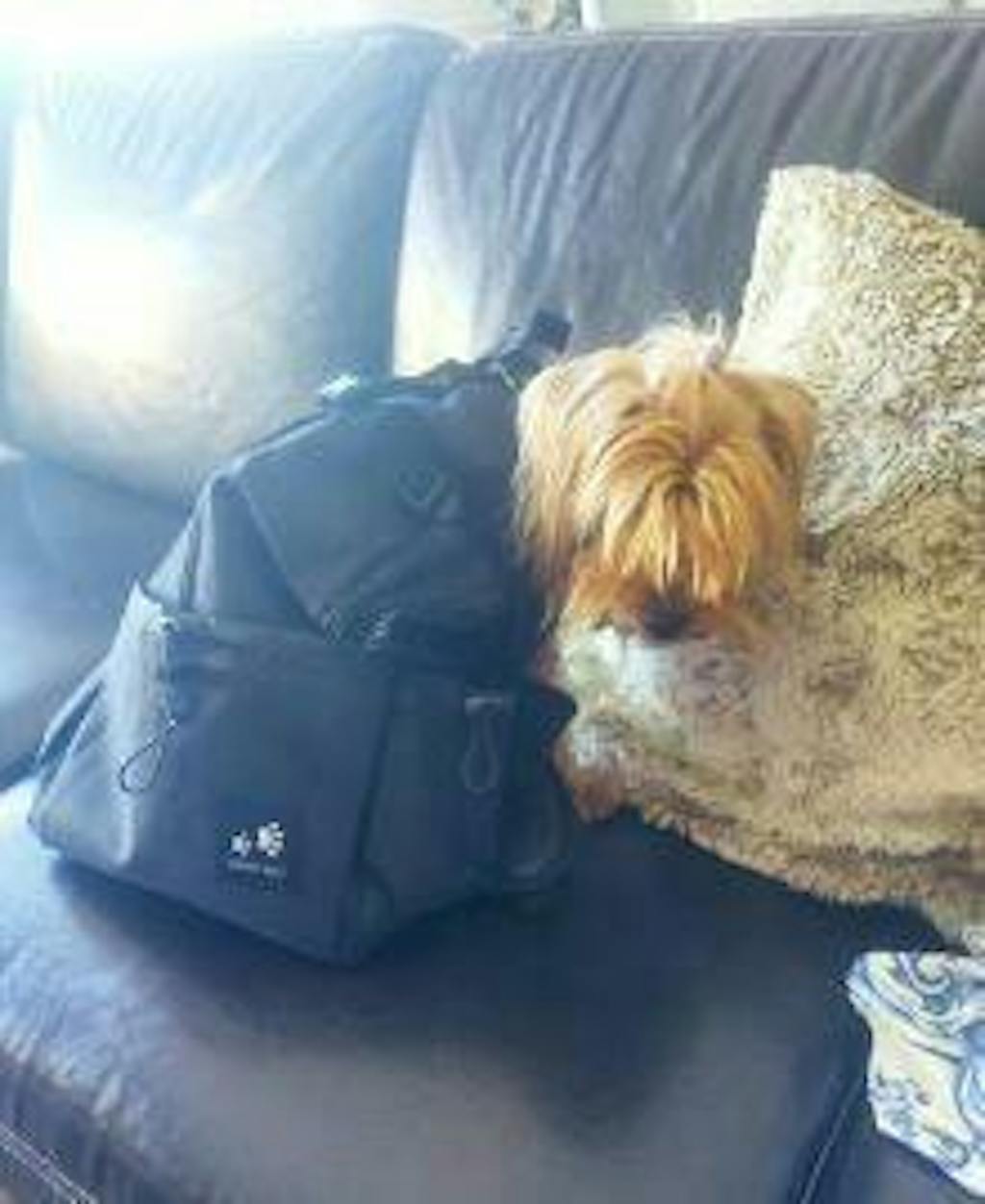 Mycatpuppy Outdoor Dog Travel Backpack – Barkermeow