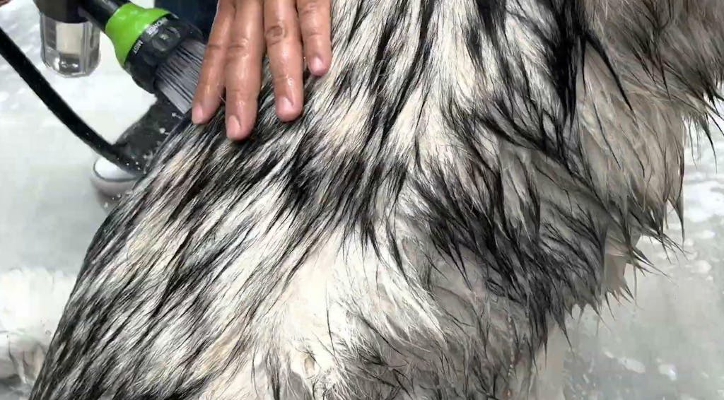 The Pup Spray Jet – Barkermeow