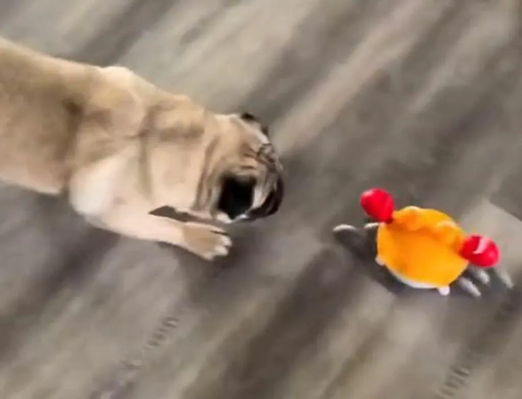 Interactive Crawling Crab Dog Toy – Barkermeow