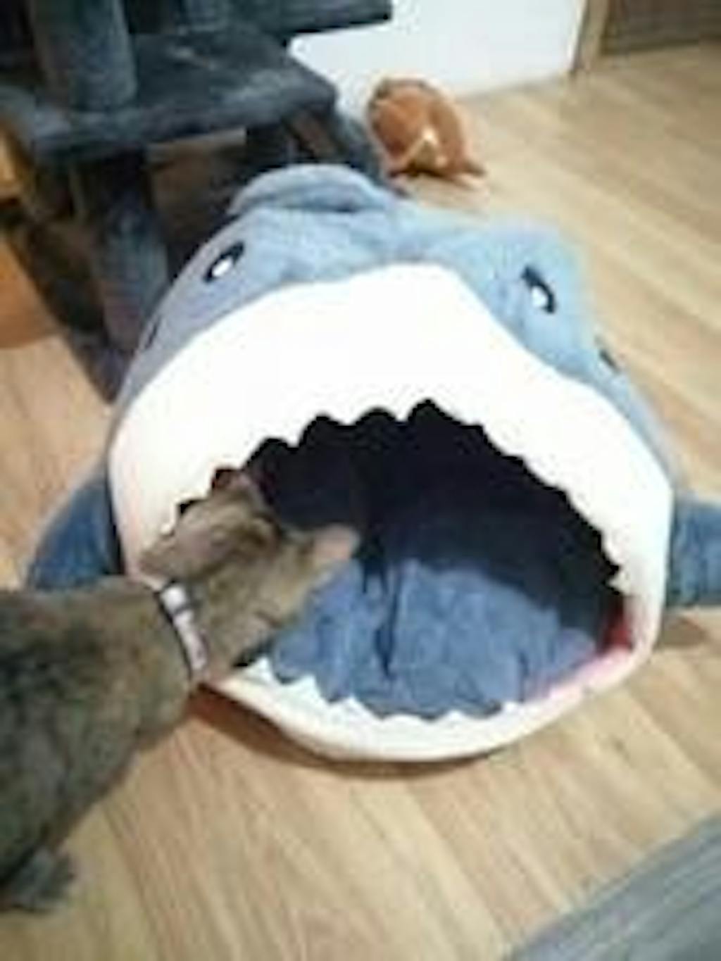 Shark, Angler & Puffer Fish Cat Bed – Barkermeow