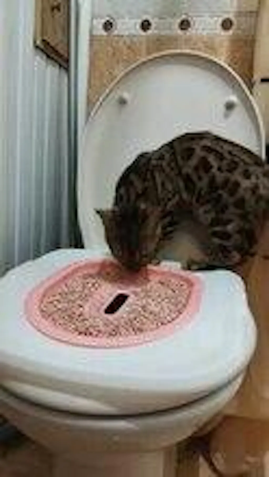 Kitty Cat Toilet Training Kit – Barkermeow