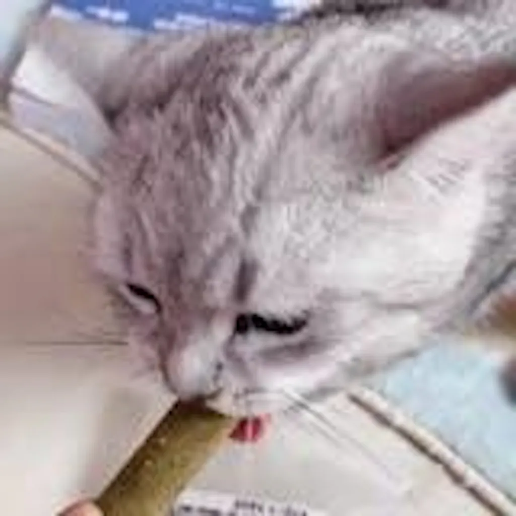 Japanese Cat Grass Teething Stick – Barkermeow