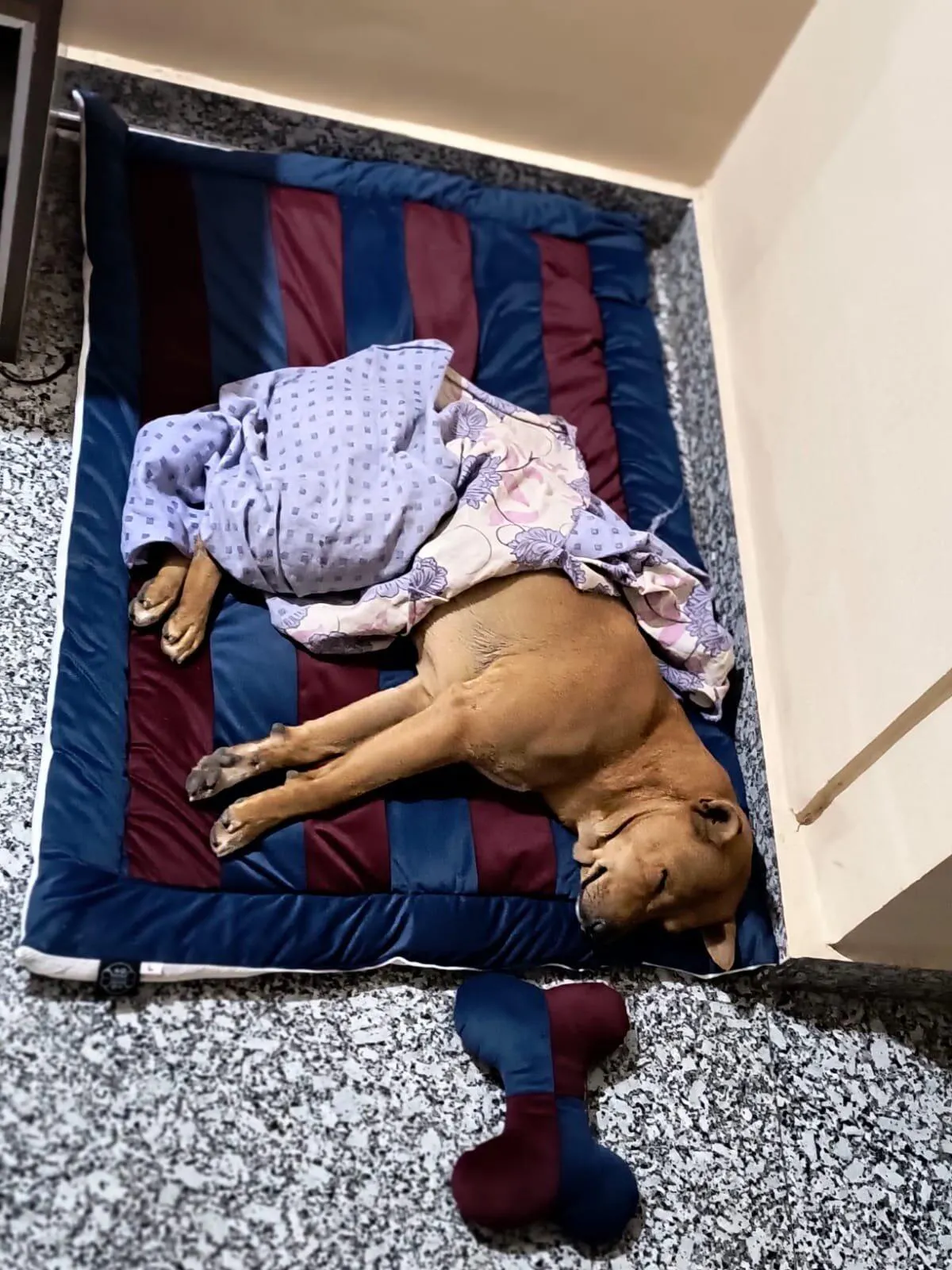 Summer Bed | Barks & Wags | India