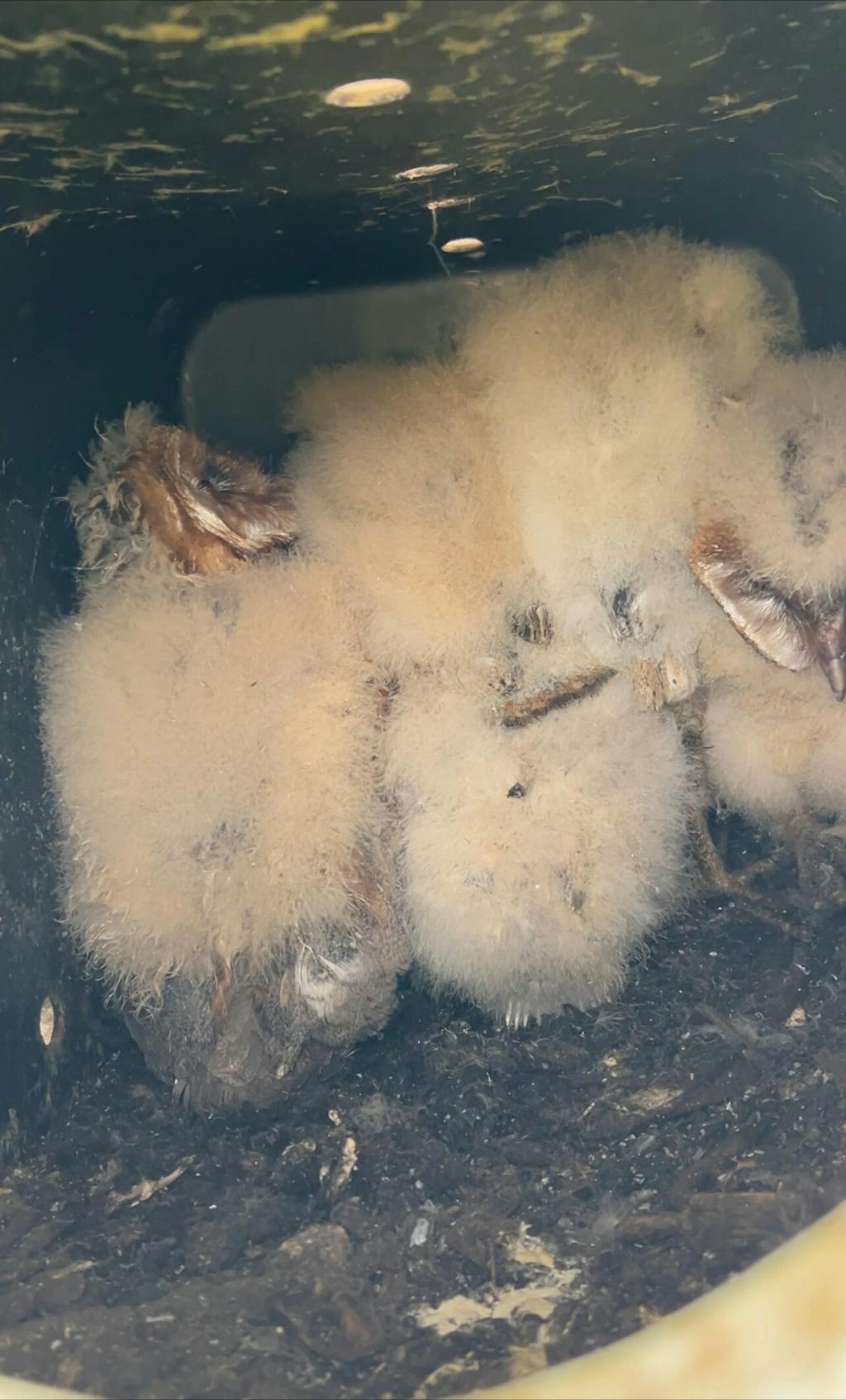 Solar Powered WiFi Nest Box Camera | Barn Owl Box Company