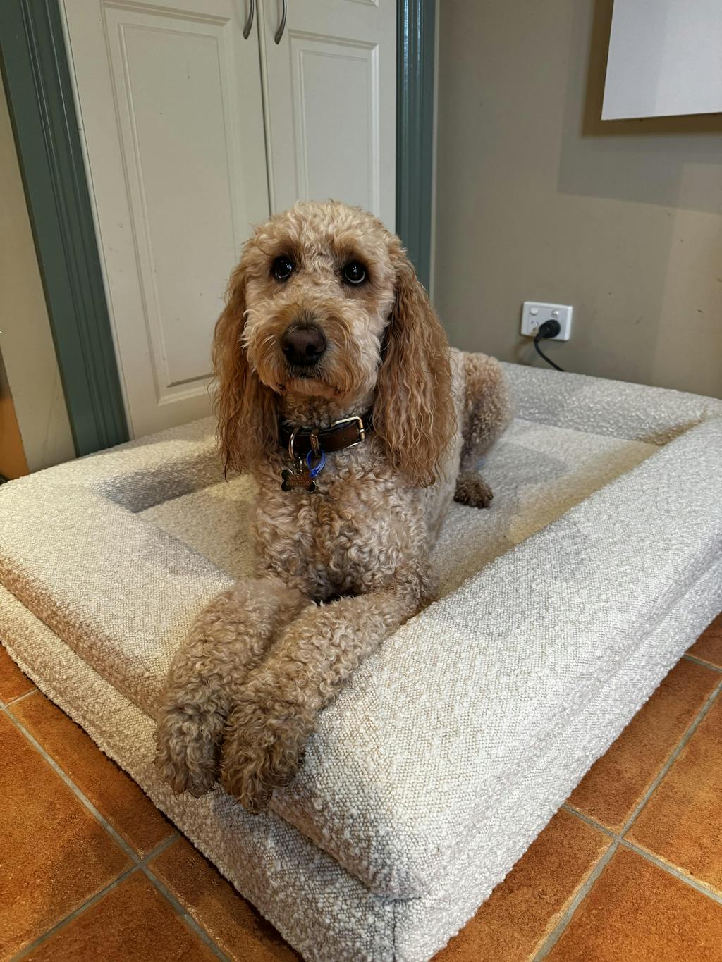 Barney Bouclé Cover