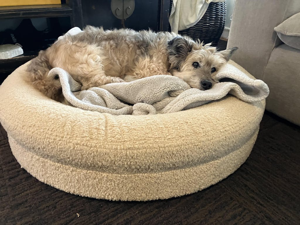 BarneyCurl Bed Luxury Dog Beds Designed in Australia – Barney Bed