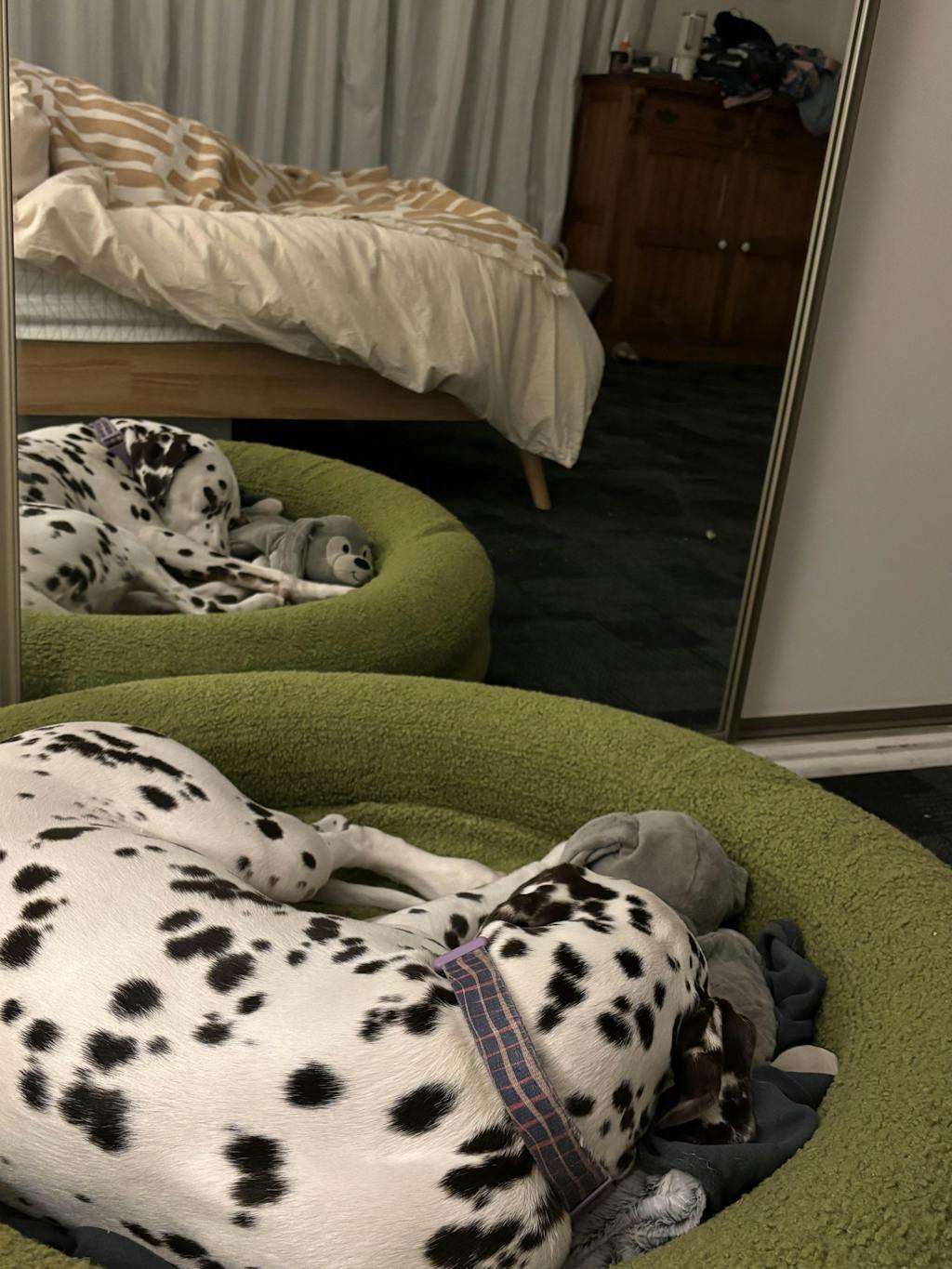 BarneyCurl Bed Luxury Dog Beds Designed in Australia – Barney Bed