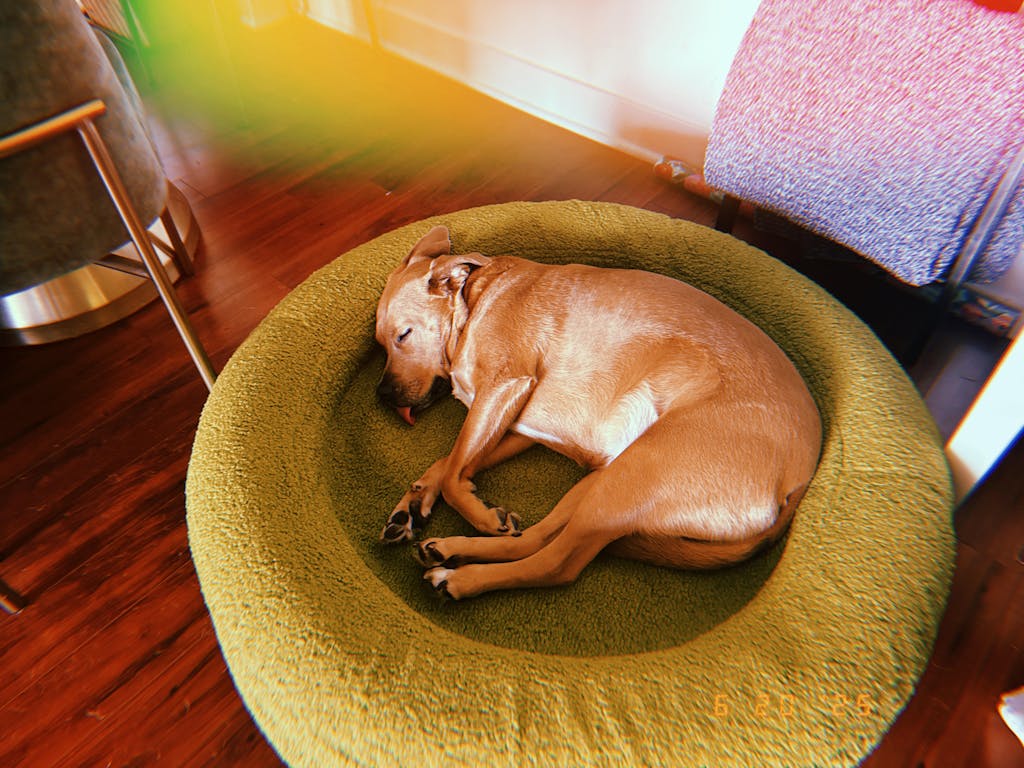 BarneyCurl Bed Luxury Dog Beds Designed in Australia – Barney Bed