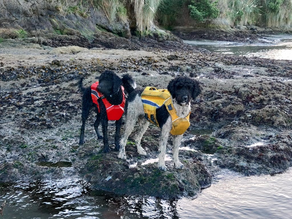 Saranac Dog Backpack – BAYDOG