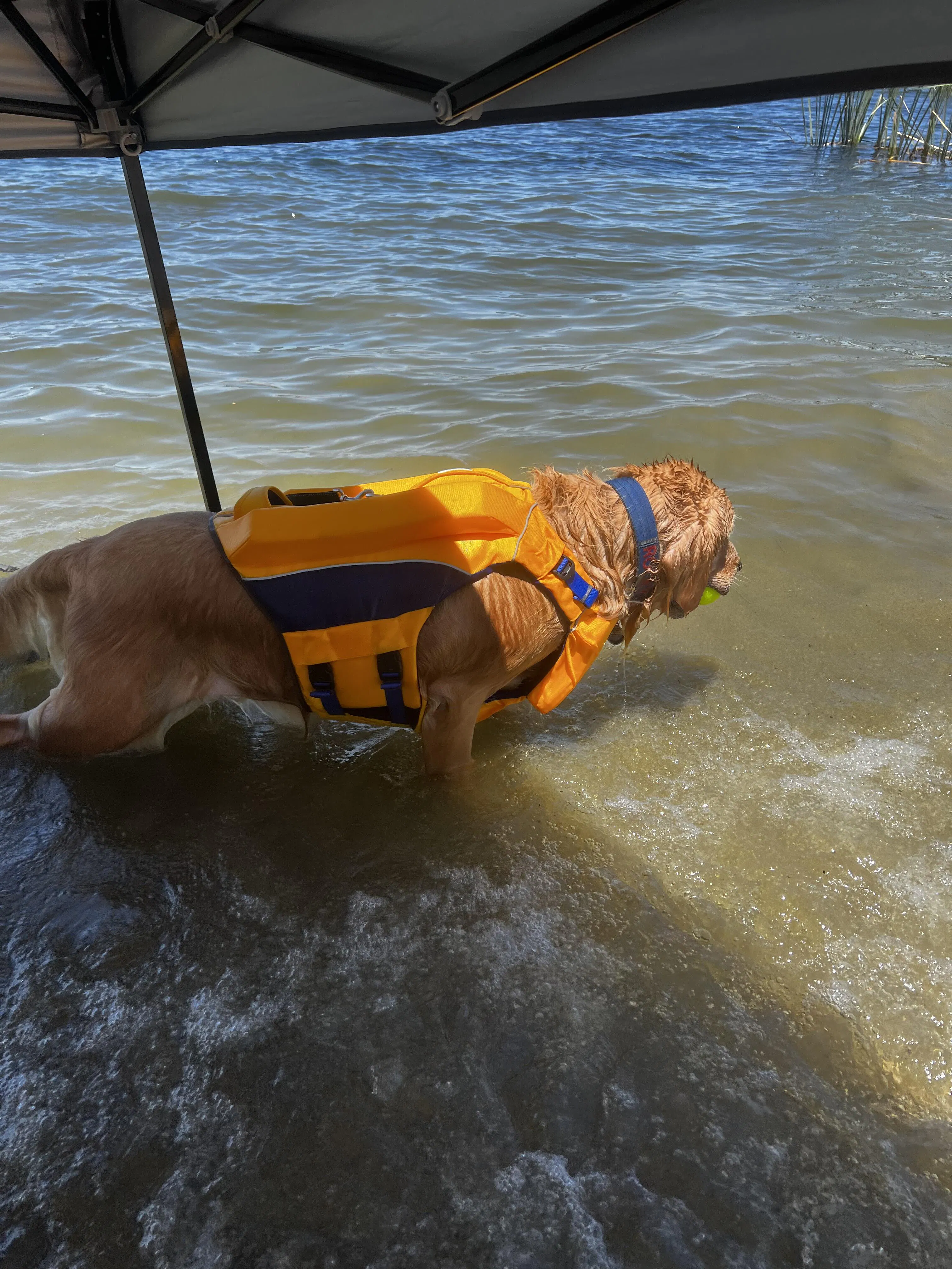 Monterey Bay Dog LifeJacket OffShore – BAYDOG