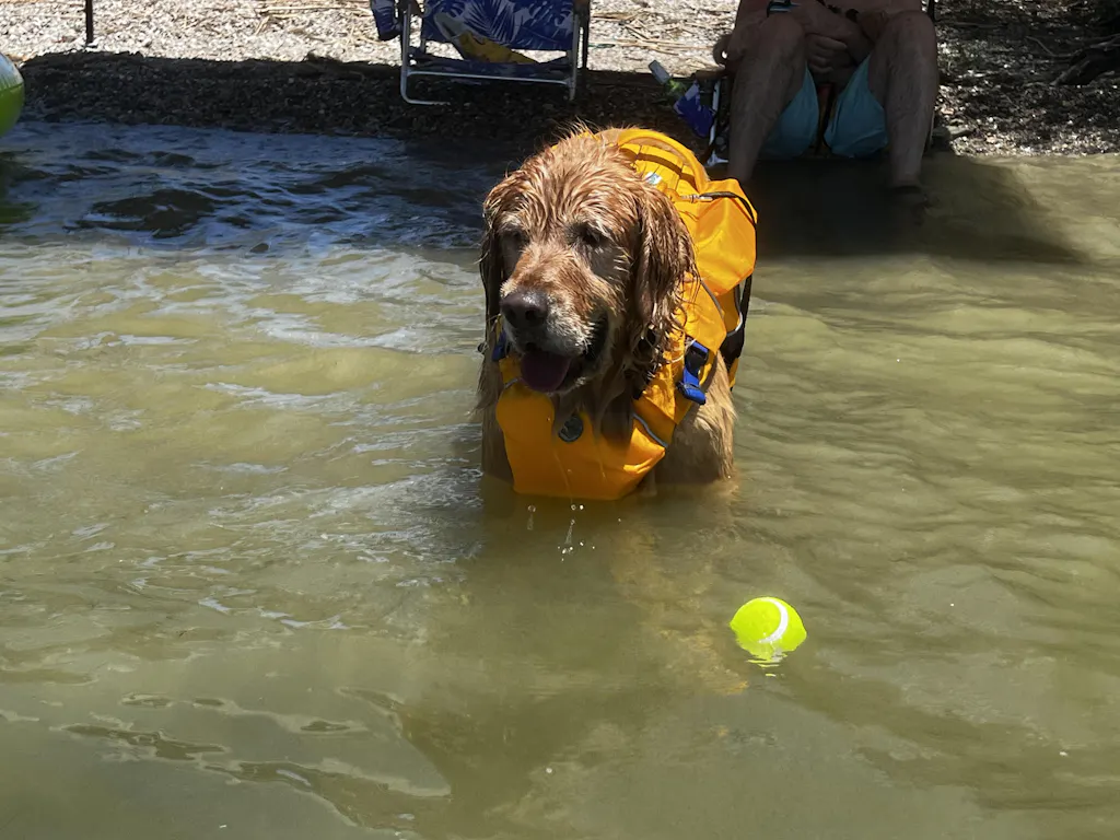 Monterey Bay Dog LifeJacket OffShore – BAYDOG
