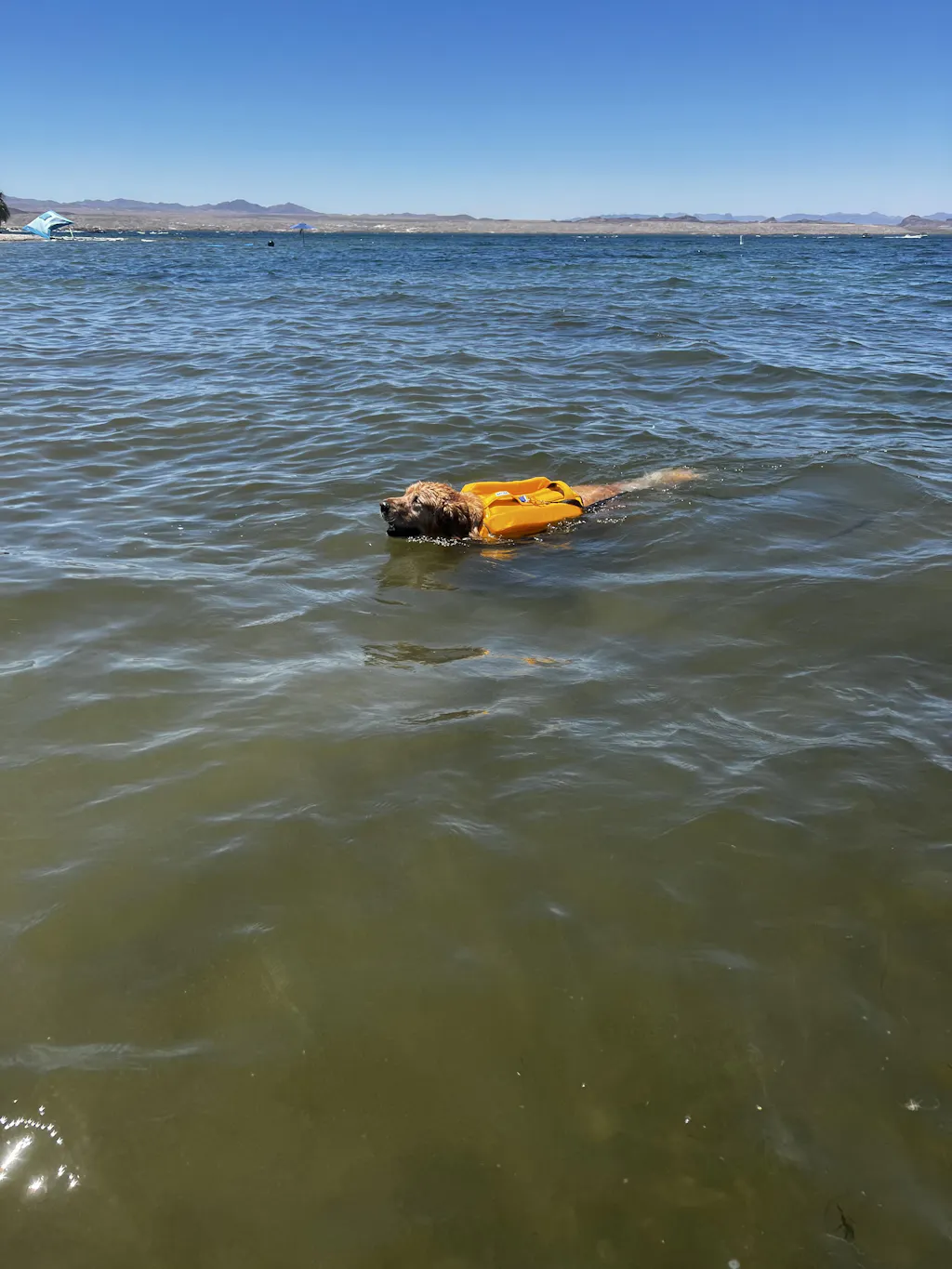 Monterey Bay Dog LifeJacket OffShore – BAYDOG