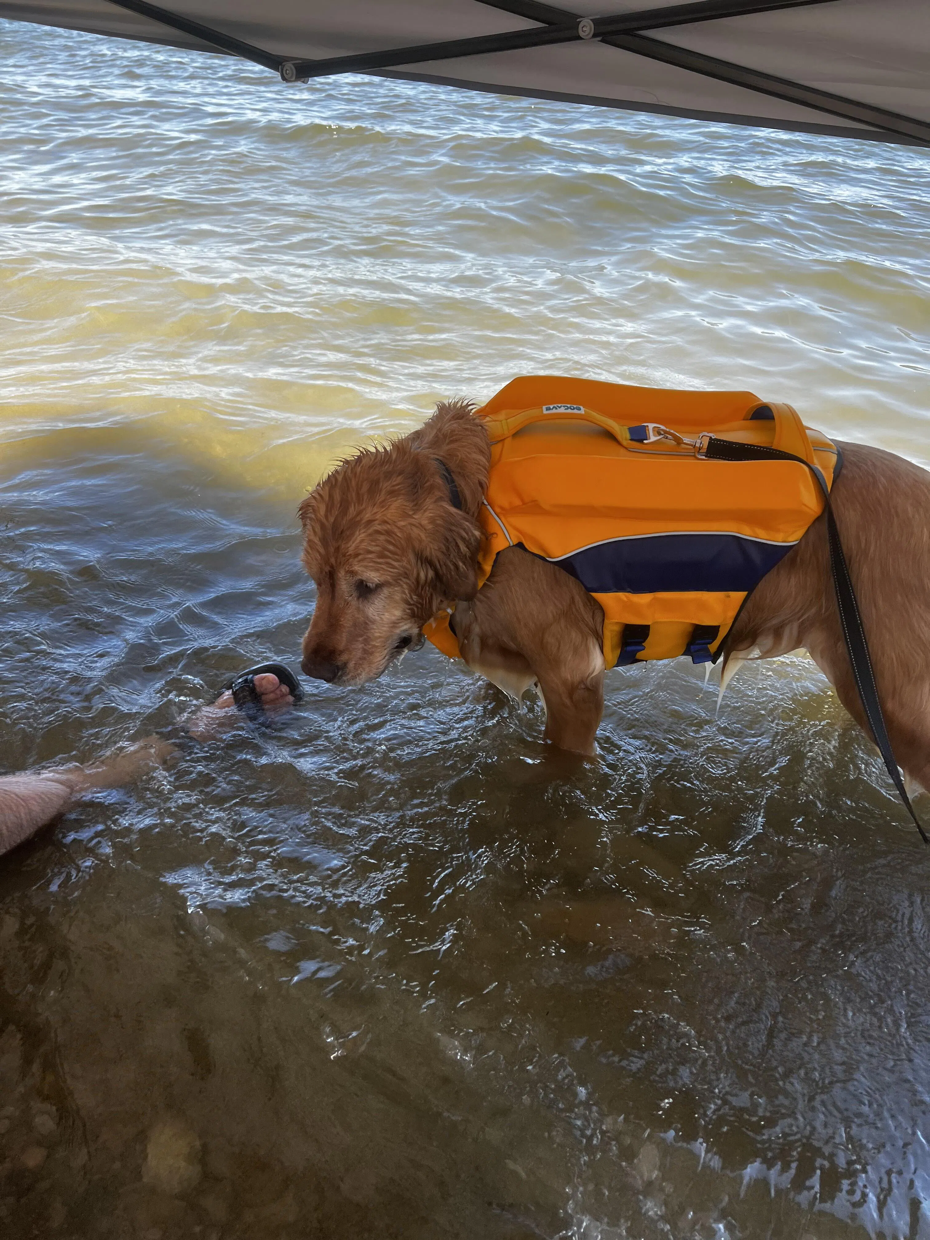 Monterey Bay Dog LifeJacket OffShore – BAYDOG