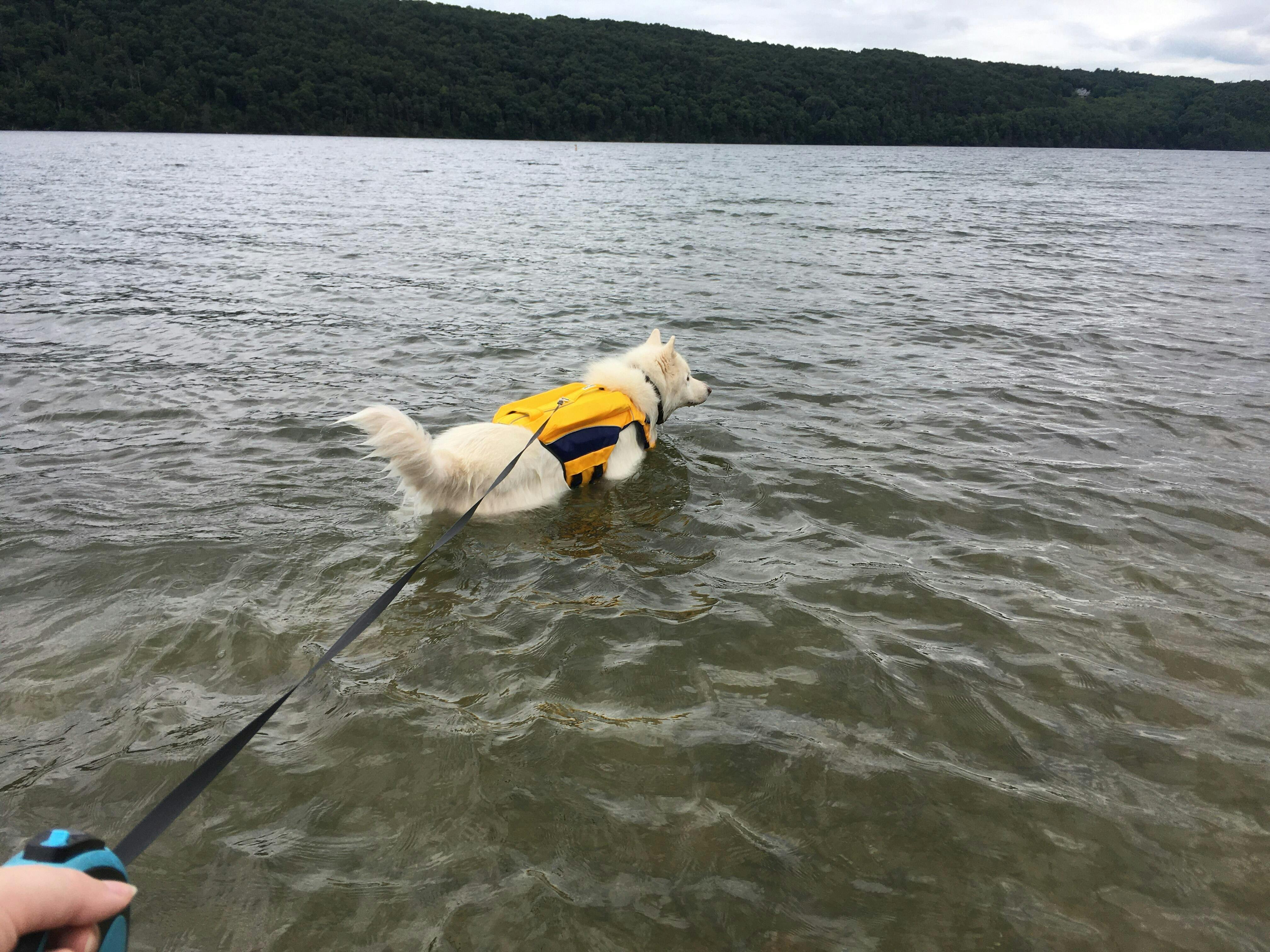 Monterey Bay Dog LifeJacket OffShore – BAYDOG