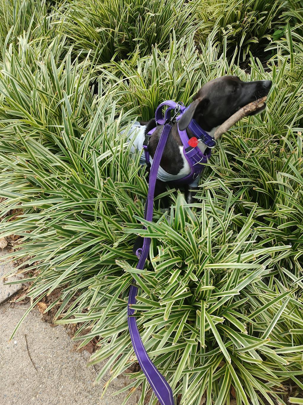 BAYDOG Chesapeake Dog Harness | Lightweight, Premium Dog Harness