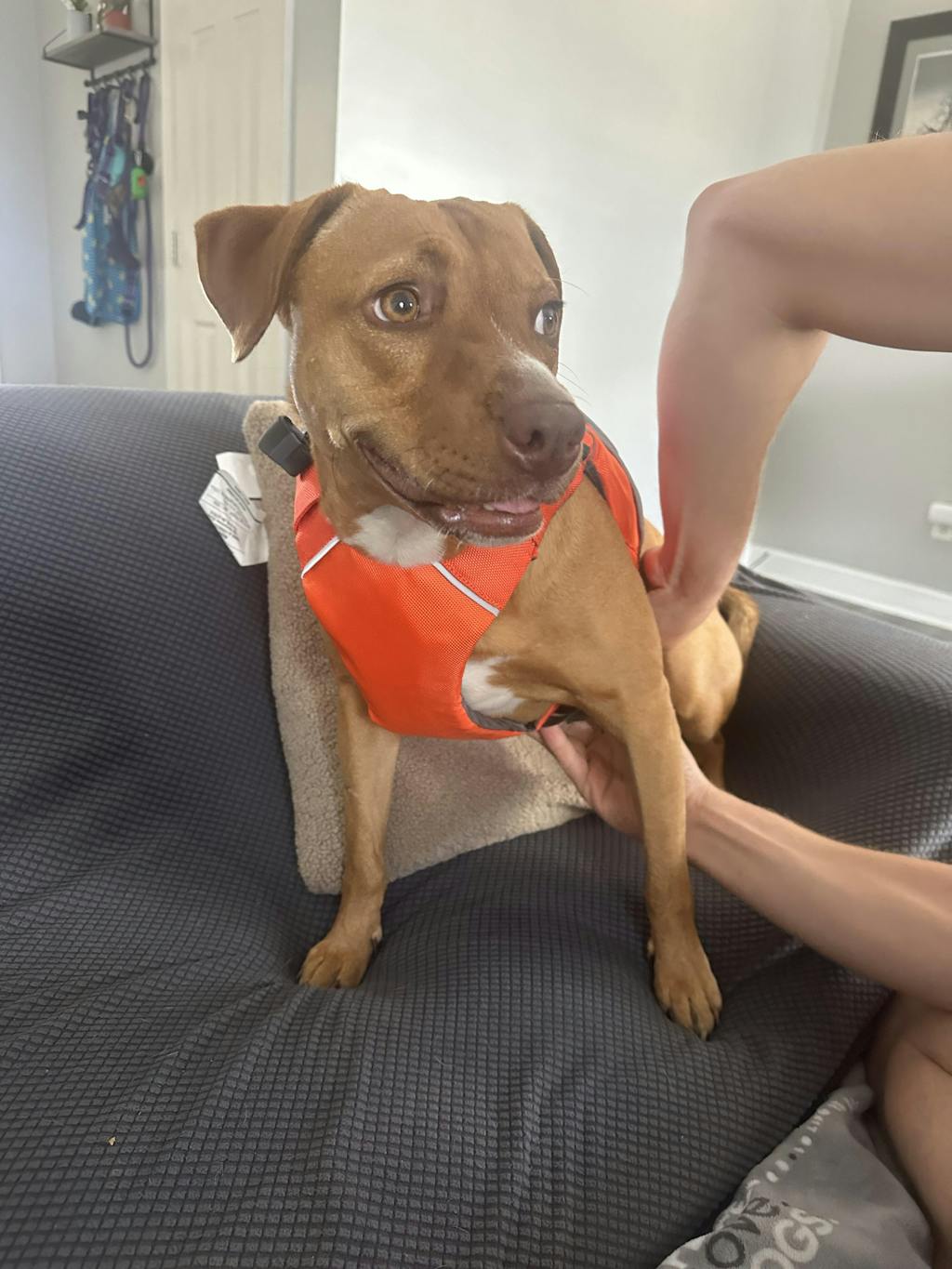 Monterey Bay Dog LifeJacket – BAYDOG