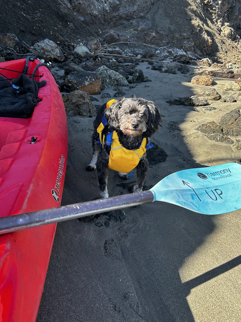 Monterey Bay Dog LifeJacket OffShore – BAYDOG