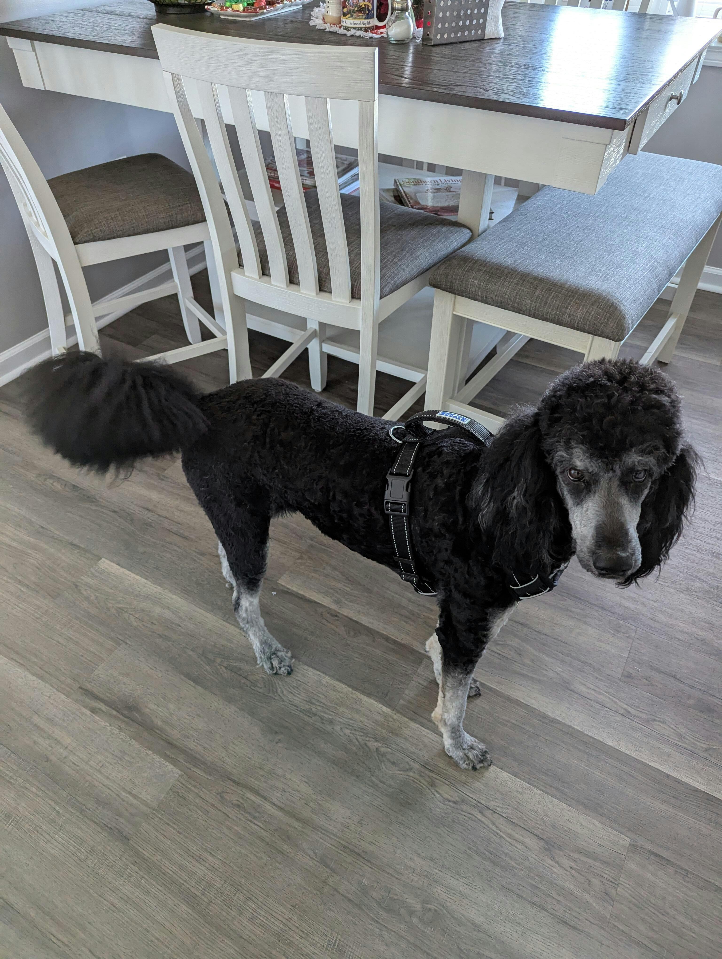 BAYDOG Chesapeake Dog Harness | Lightweight, Premium Dog Harness