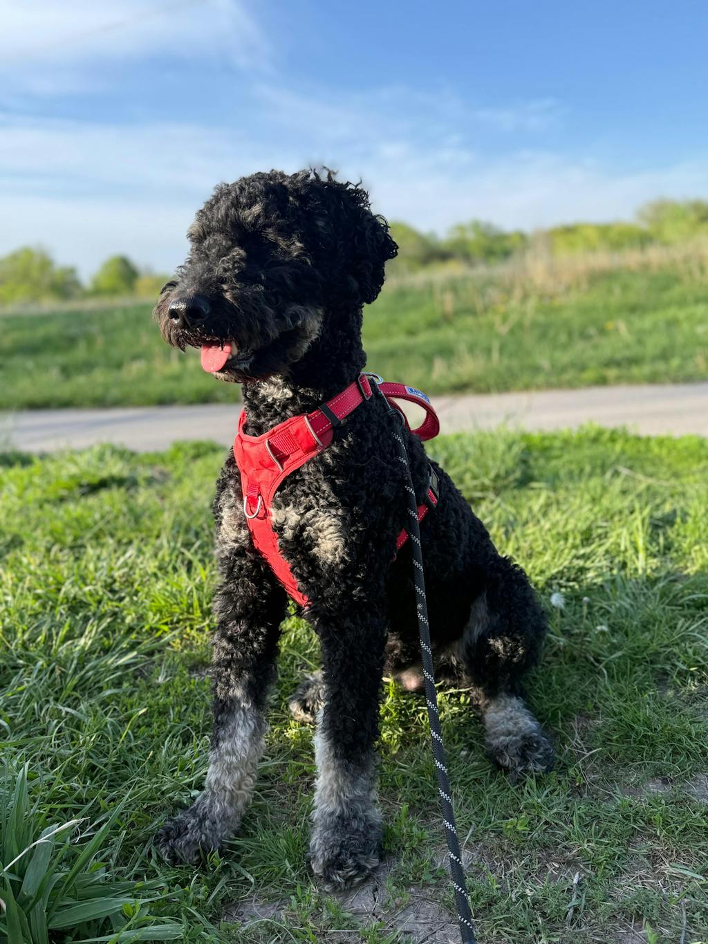 BAYDOG Chesapeake Dog Harness | Lightweight, Premium Dog Harness