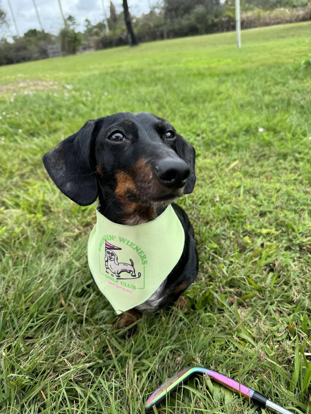 Swingin' Wieners Golf Club Tee | Dachshund Clothing & Accessories ...